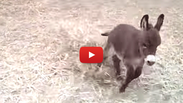 Nu am mai văzut până acum un pui atât de energic! E atât de vesel încât ...