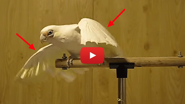 Acest papagal cacadu este uimitor! Aţi mai văzut vreodată o pasăre ...