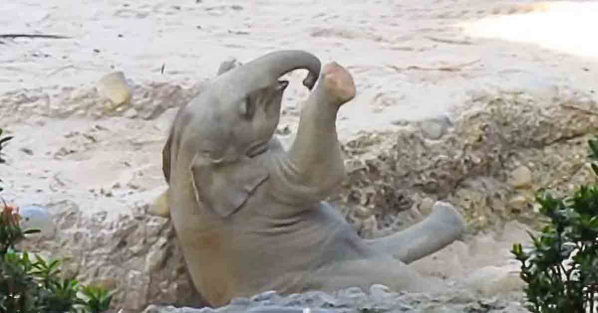 Un pui de elefant alunecă şi cade pe spate. Priviţi reacţia părinţilor ...