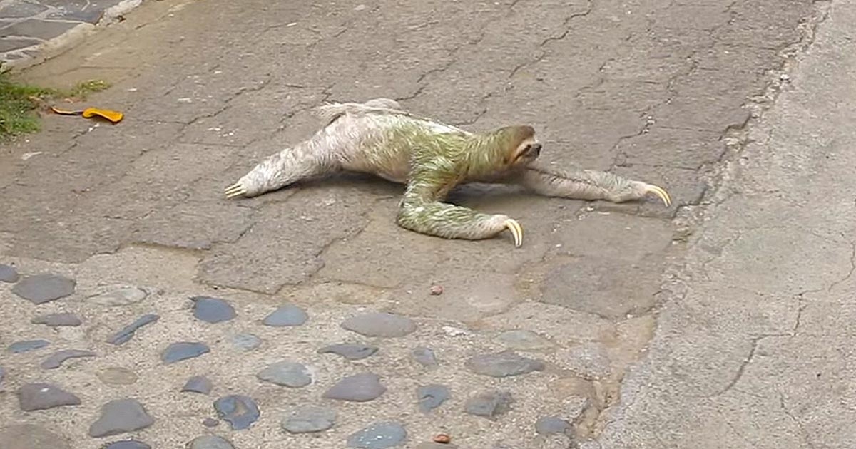 Acest animal neajutorat a fost surprins încercând să traverseze strada ...