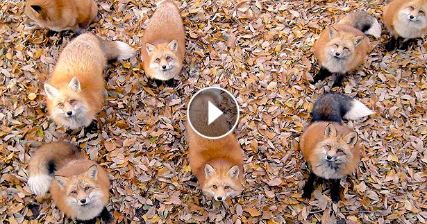 Există un loc în lume unde sute de vulpi sălbatice de-abia aşteaptă să ...