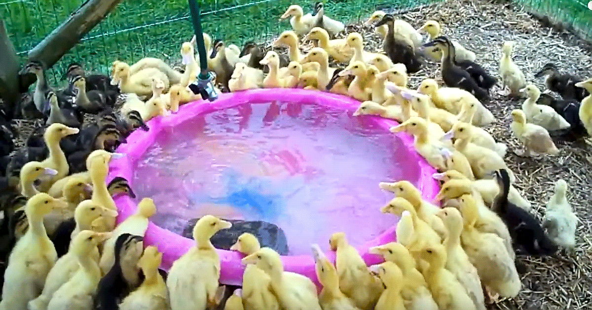 Aceşti boboci de raţă şi prima lor experienţă cu apa vă vor aduce ...