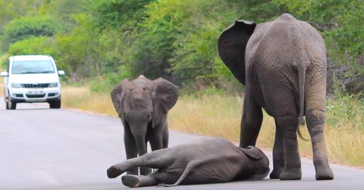 Puiul de elefant se prăbuşeşte în mijlocul drumului în timp ce şoferii ...