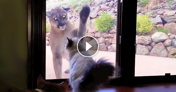 O pumă îşi face apariţia în curtea casei acestei familii. Reacţia ...