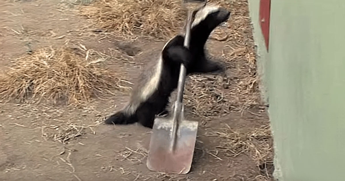 Când veţi vedea de ce este capabil acest bursuc, nu o să vă vină să vă ...