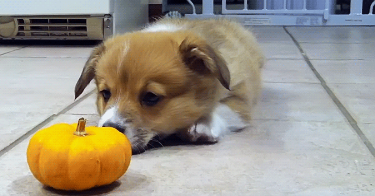 Acest pui de Corgi întâlneşte primul său dovleac. Reacţia lui este pe ...