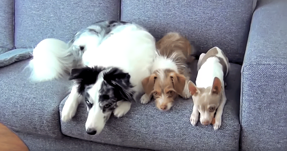 3 câini se aşază unul lângă altul pe canapea, dar staţi să vedeţi ce ...