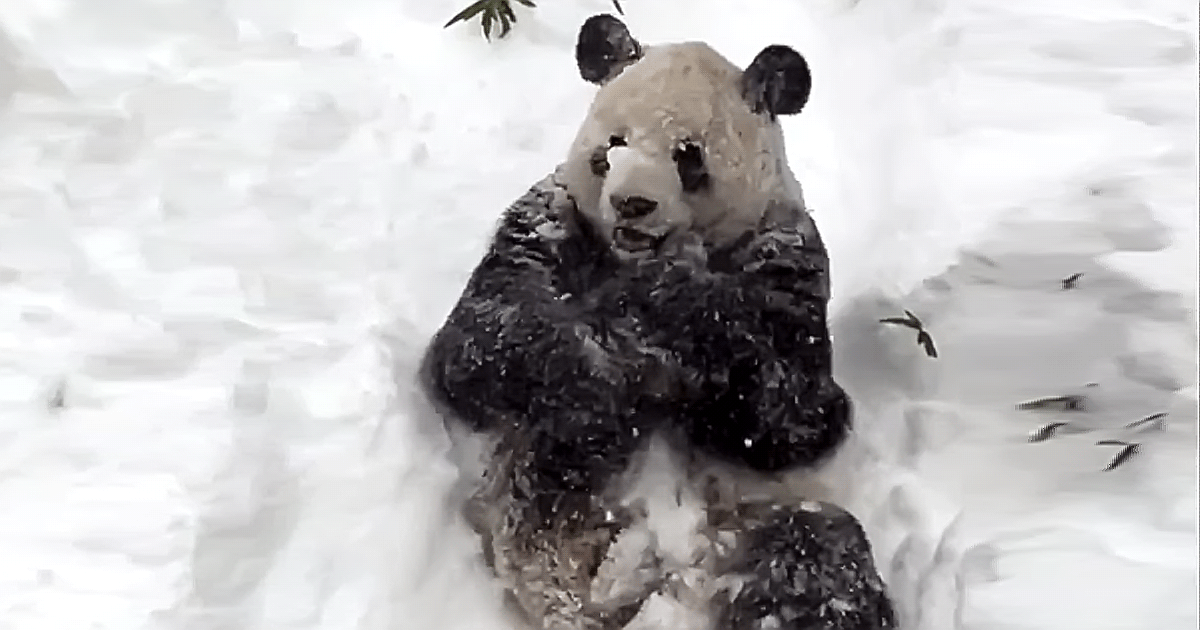 Reacţia adorabilă a unui urs panda când ia contact cu prima ninsoare ...
