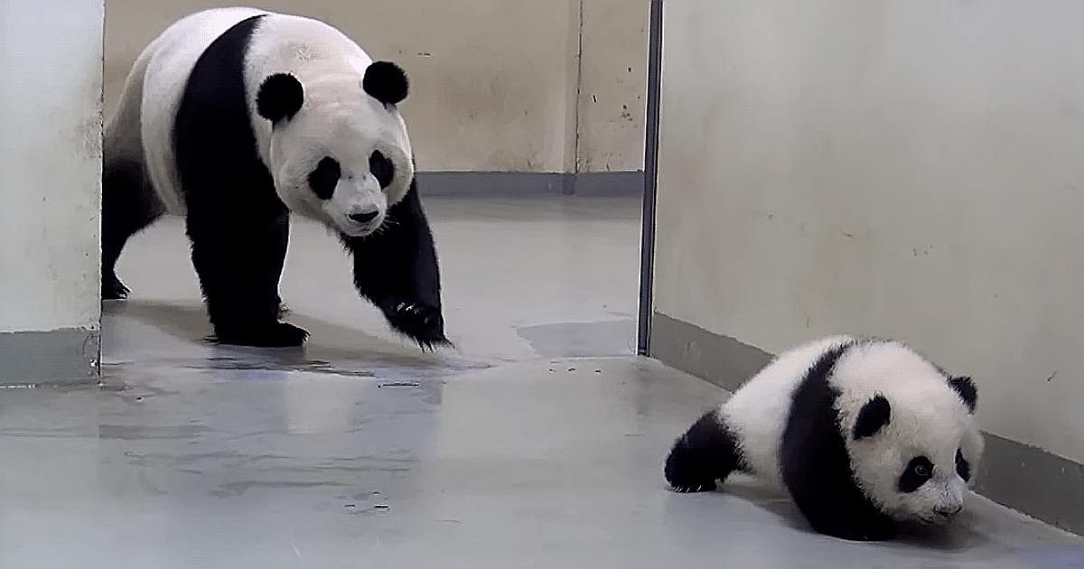 Acest pui de Panda s-a furişat din culcuş. Priviţi ce se întâmplă ...