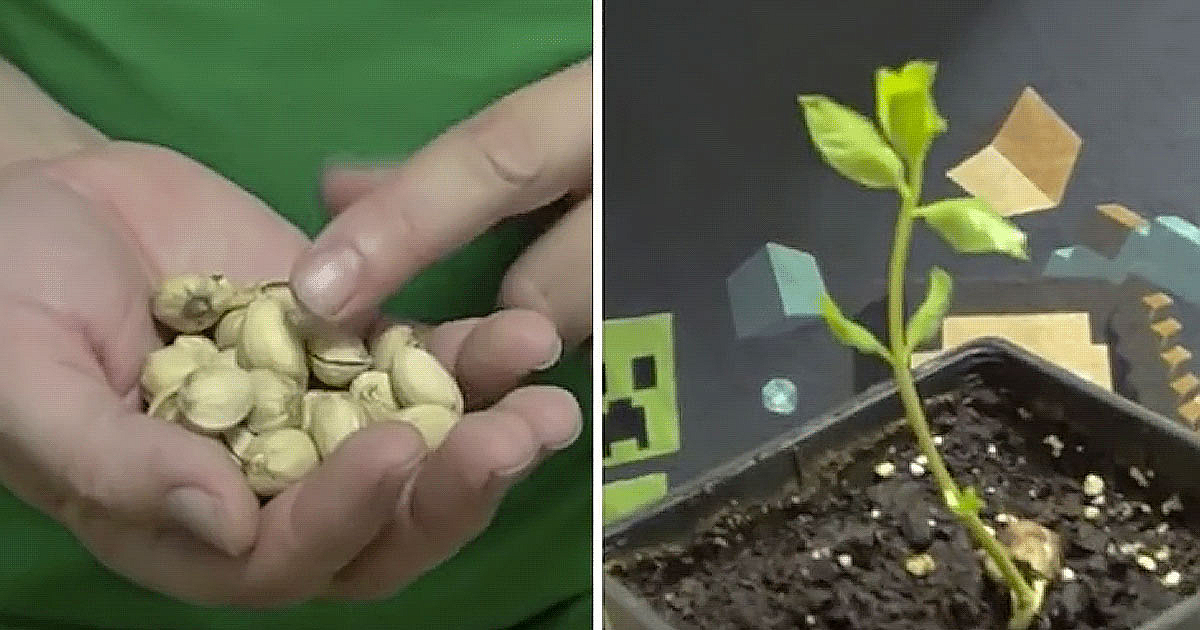 Cum să obţii propriul tău arbore de fistic din seminţe de la ...