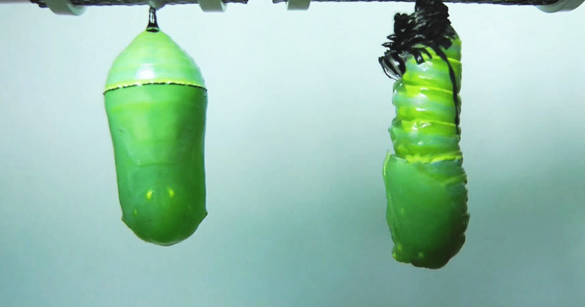 Au filmat 2 crisalide de un verde crud, dar priviţi-o cu atenţie pe cea ...