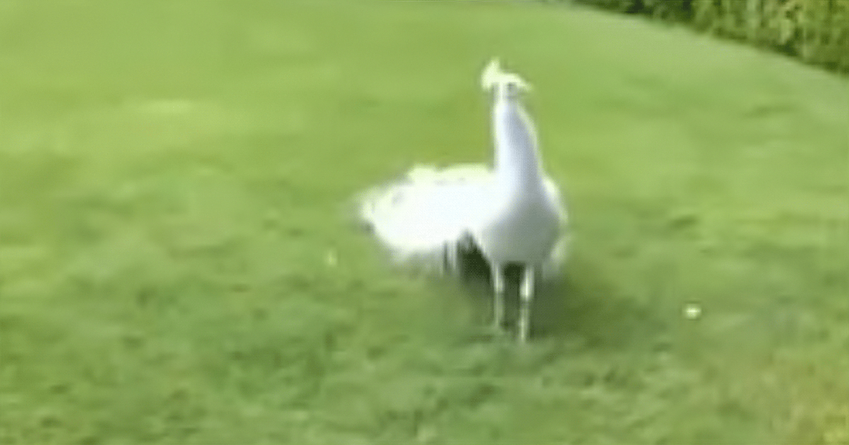 Acest păun caută să atragă atenţia. Ce surprinde camera video? De-a ...