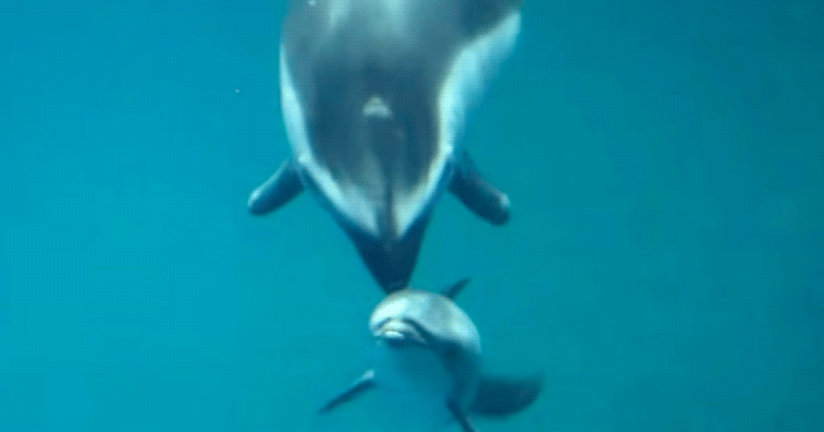 Mama-delfin înfăptuieşte un miracol în faţa spectatorilor norocoşi ...