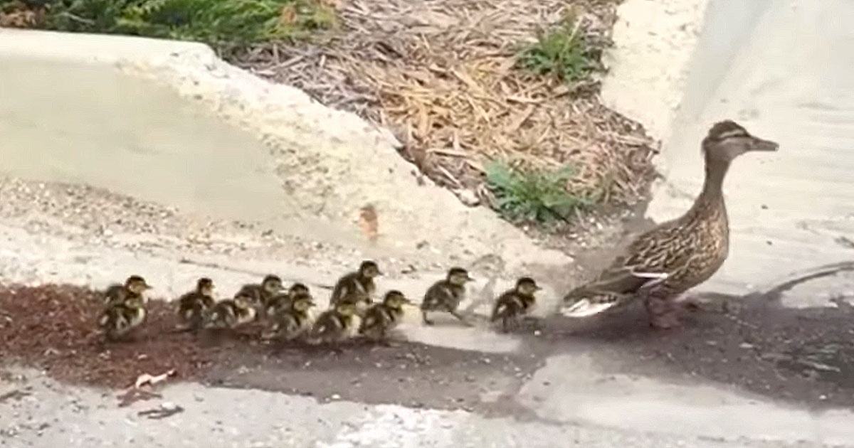 O raţă şi cei 12 boboci ai săi traversează oraşul, dar staţi să vedeţi ...