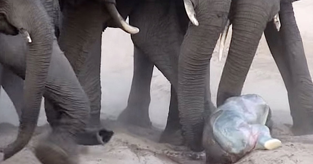 Mama-elefant aduce pe lume un mic pui. Ce face turma peste câteva ...