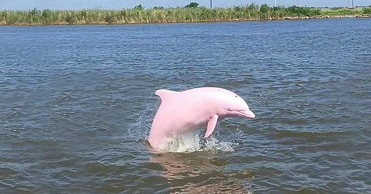Apariţia unui delfin roz, extrem de rar, într-un lac din Louisiana i-a ...