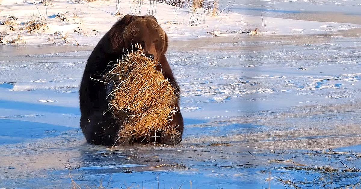 Ursoaica întâlneşte un balot de fân în drumul său. Ce face cu el e atât ...