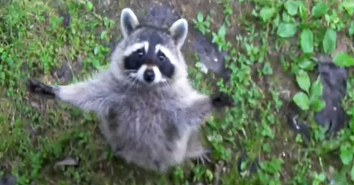 Nu mi-am imaginat niciodată că ratonii pot fi atât de amuzanţi. La 0:39 ...