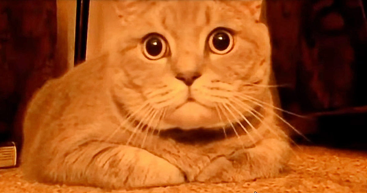 Am văzut multe clipuri cu pisici, însă acesta este unul dintre cele mai ...