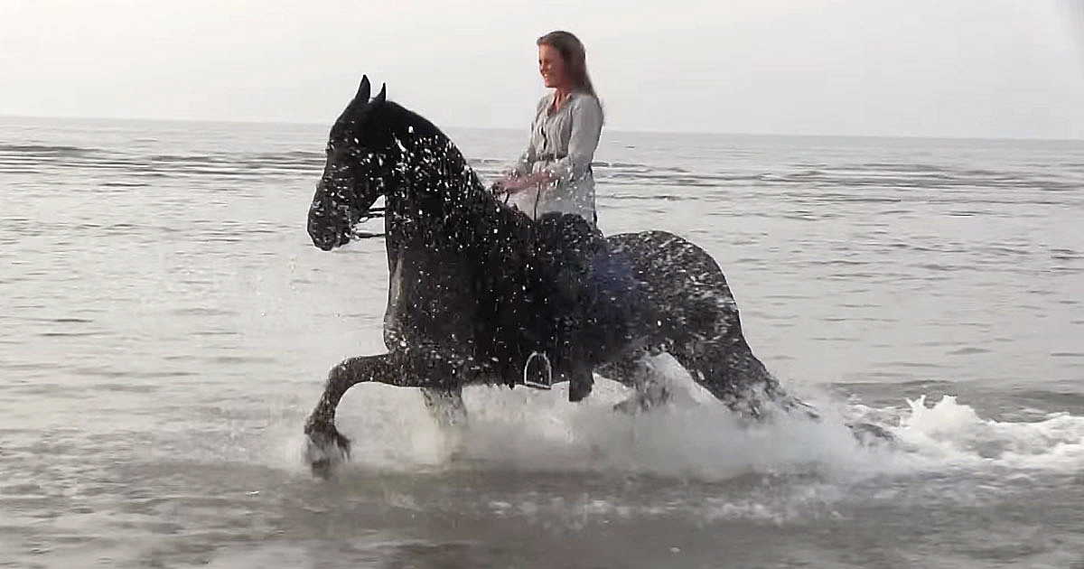 Este unul dintre cele mai frumoase clipuri cu cai frizieni realizate ...