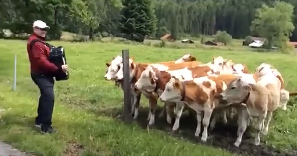 S-a apropiat cu un acordeon de un grup de văcuţe. Reacţia lor ...