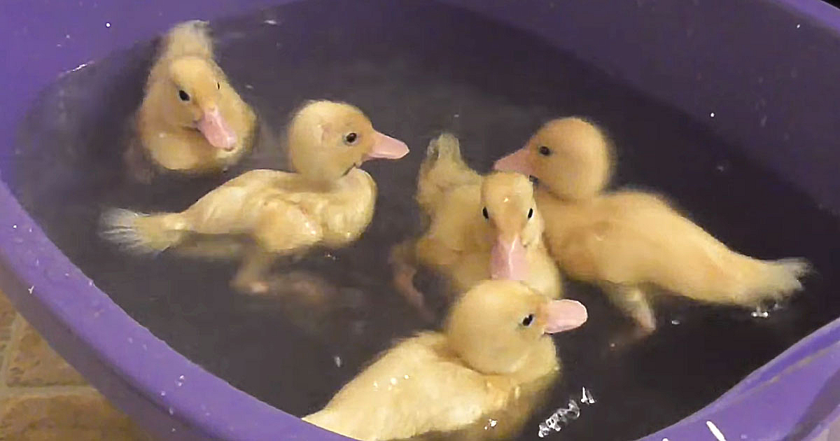 Bobocii de raţă se bucură de prima lor băiţă, dar staţi să vedeţi cine ...