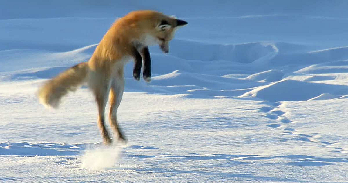 Iniţial am avut impresia că această vulpe adoră să se joace în zăpadă ...