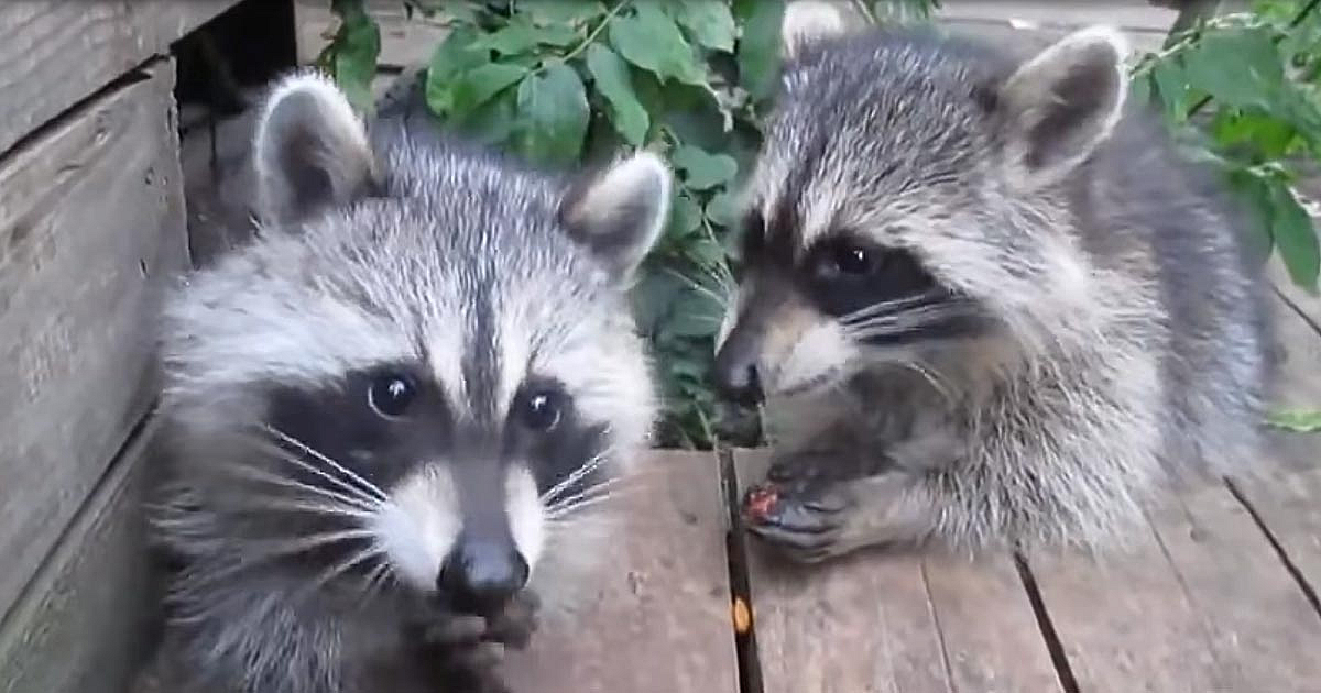 În fiecare zi câţiva ratoni vin în curtea acestei familii. Motivul lor ...