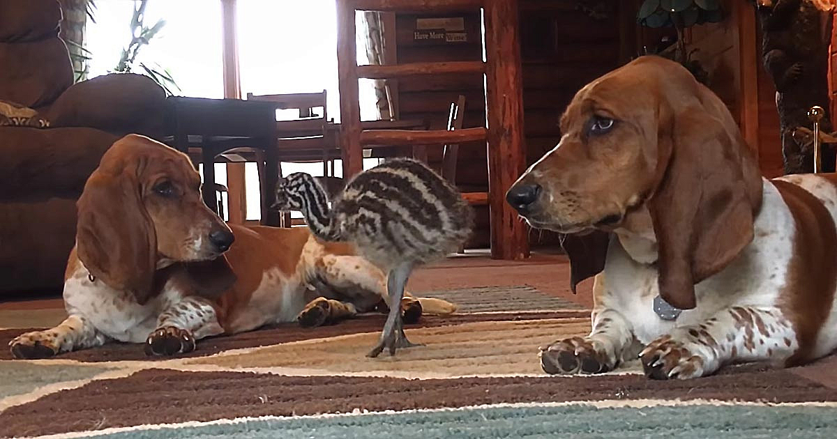 Când vede câinii stând pe podea, acest pui de Emu are o reacţie ...