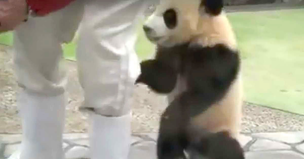 Un pui de panda se furişează în spatele fotografului. Când bărbatul se ...