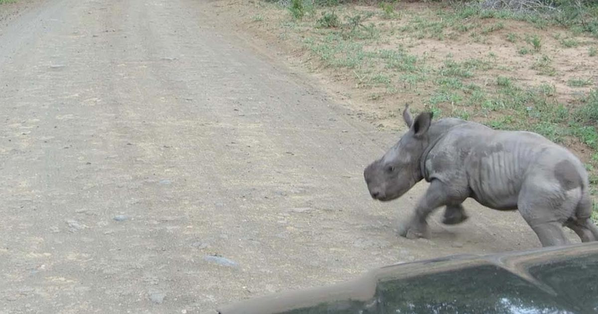 Un pui de rinocer observă că o maşină a pătruns în habitatul său ...